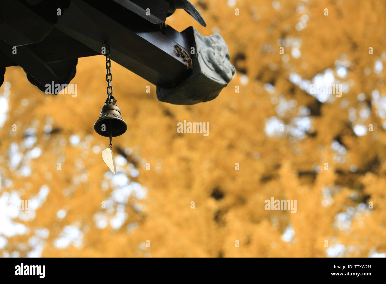 Ginkgo guanyin temple hi-res stock photography and images - Alamy