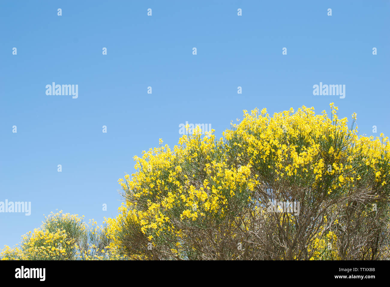 Genista shrub mediterranean flora hi-res stock photography and images ...
