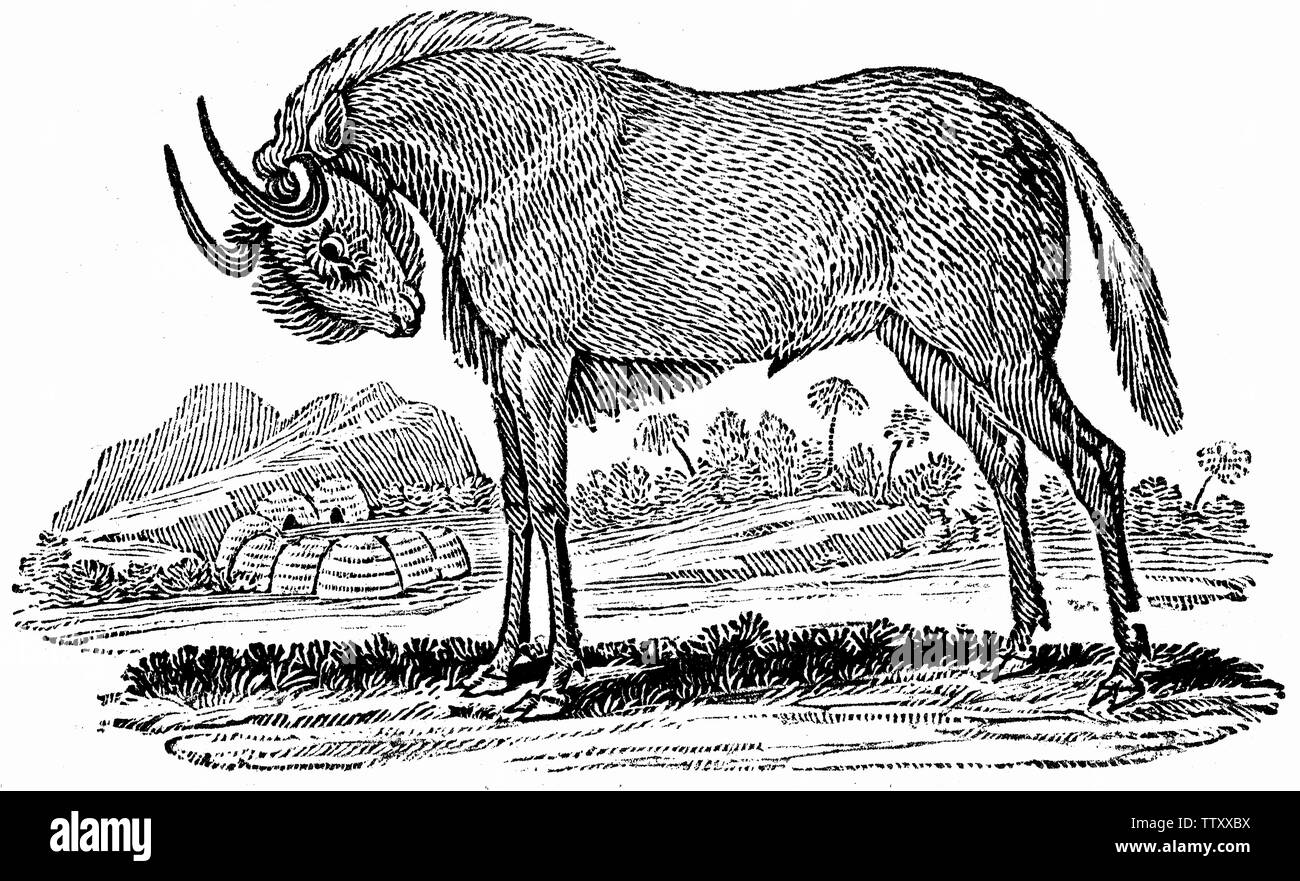 Gnu drawing hi-res stock photography and images - Alamy