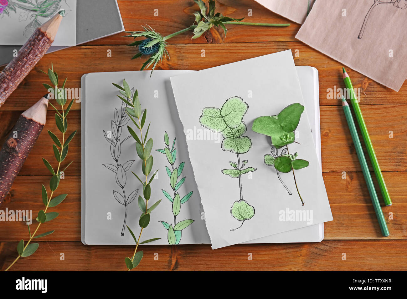 Plants and sketchbook with drawings on wooden background Stock Photo ...