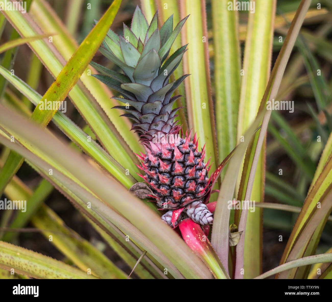 Red pineapple plants hi-res stock photography and images - Alamy