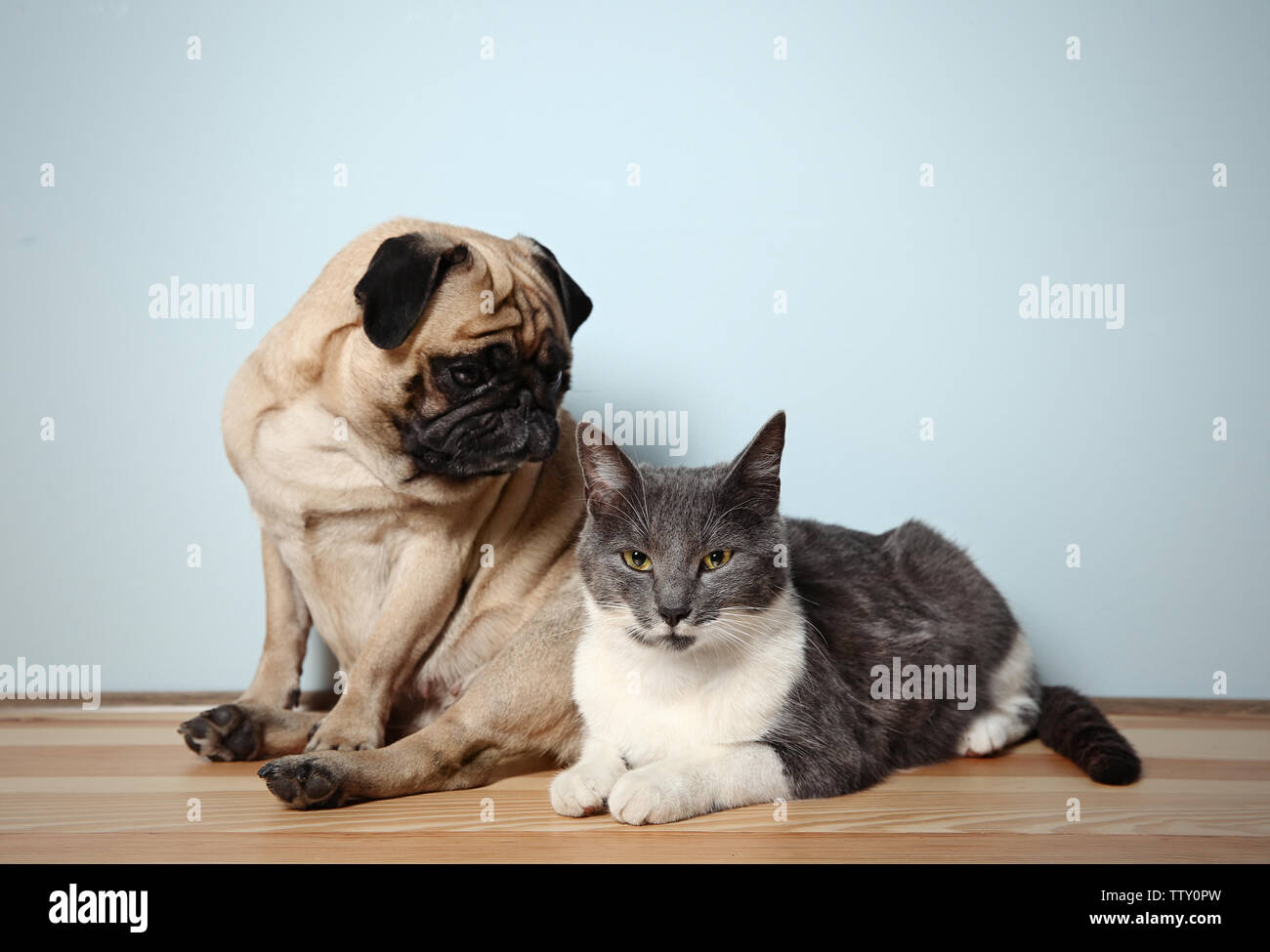 Adorable pug and cute cat together on floor Stock Photo - Alamy