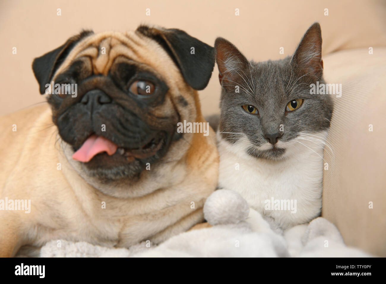 Adorable pug and cute cat lying together on sofa Stock Photo - Alamy
