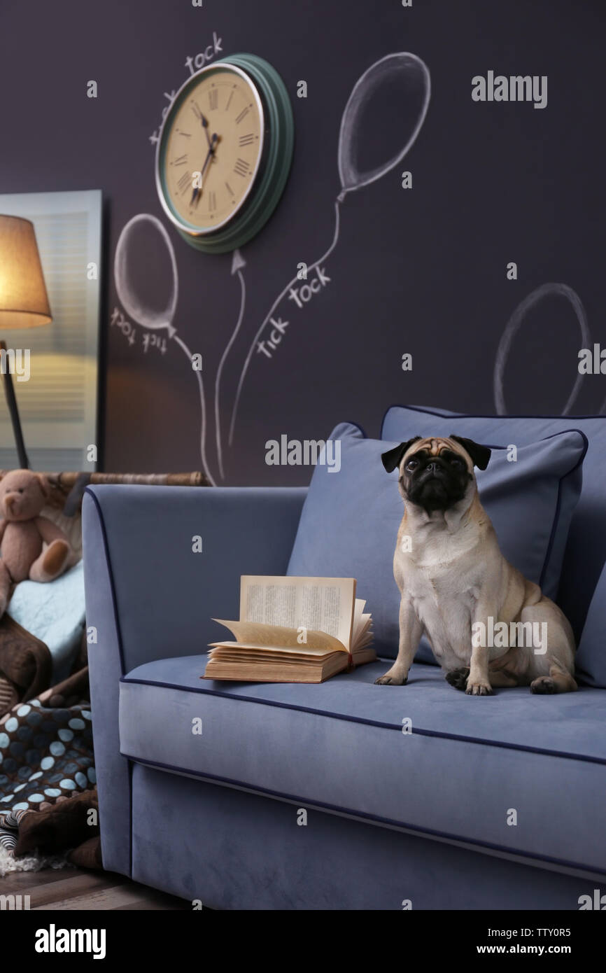 Cute dog on sofa in modern room Stock Photo - Alamy