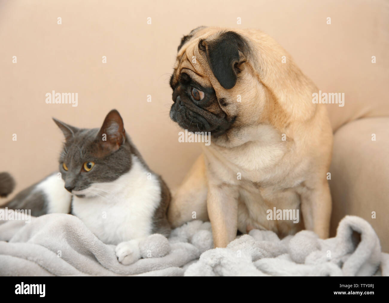 Adorable pug and cute cat lying together on sofa Stock Photo - Alamy