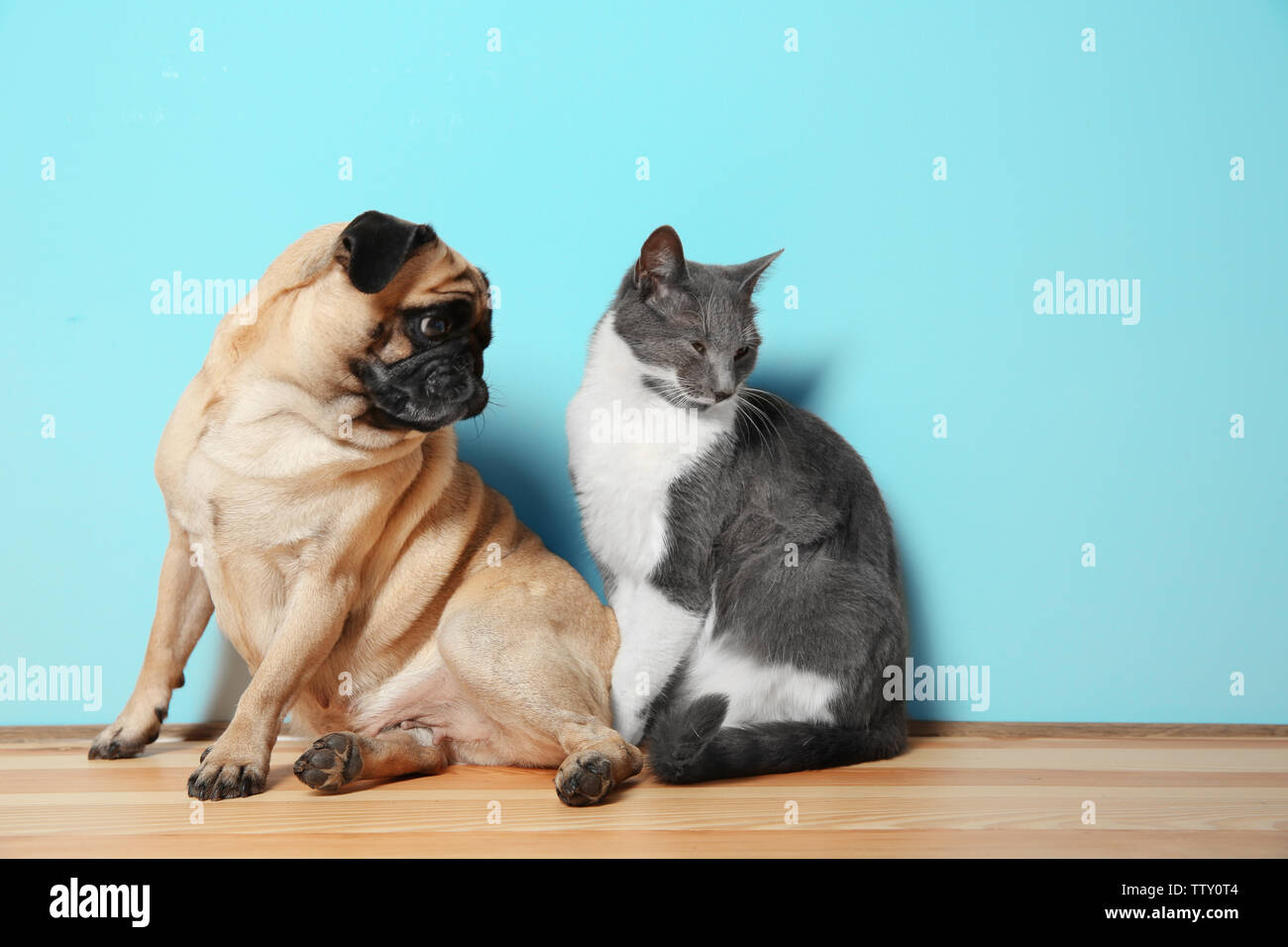Adorable pug and cute cat sitting together on floor Stock Photo - Alamy