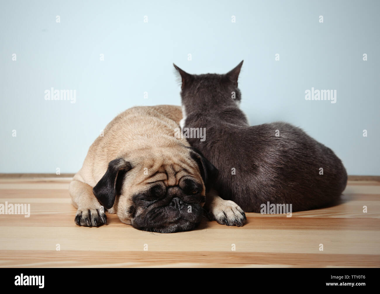 Adorable pug and cute cat together on floor Stock Photo - Alamy