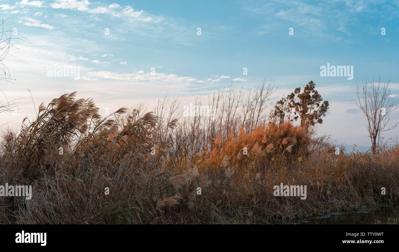 Dianchi Lake Lakeside Reed Forest Wetland Park Stock Photo - Alamy