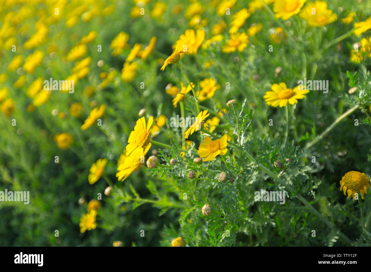 Spring background with beautiful yellow flowers Stock Photo - Alamy