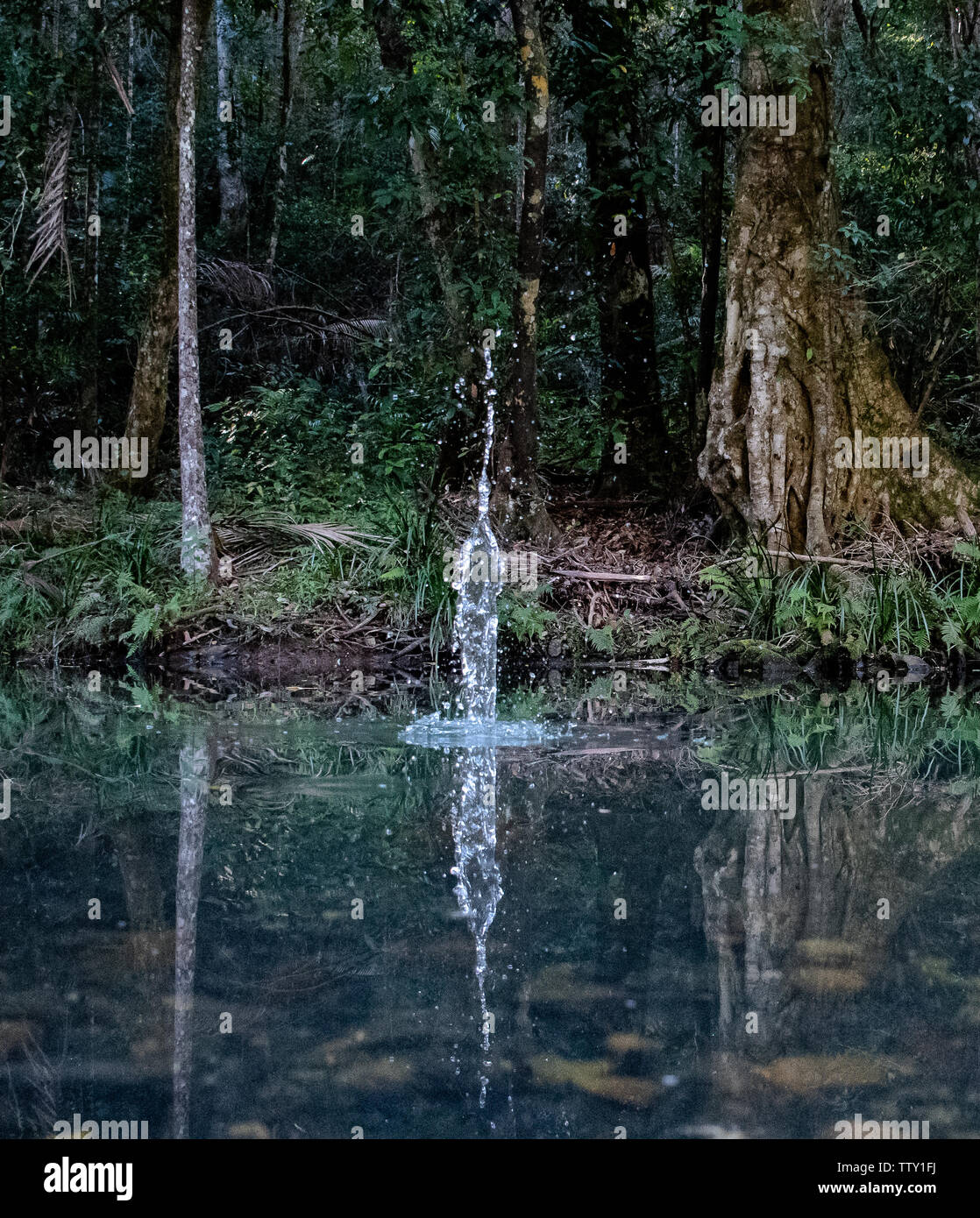 forest landscape over water Stock Photo - Alamy