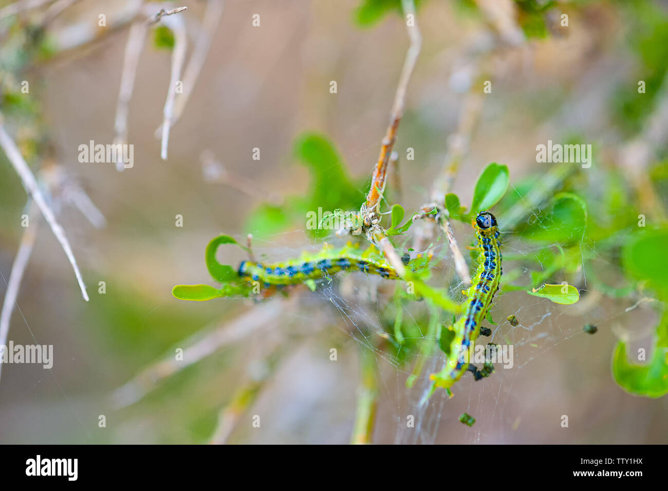 Box Tree Moth High Resolution Stock Photography and Images - Alamy