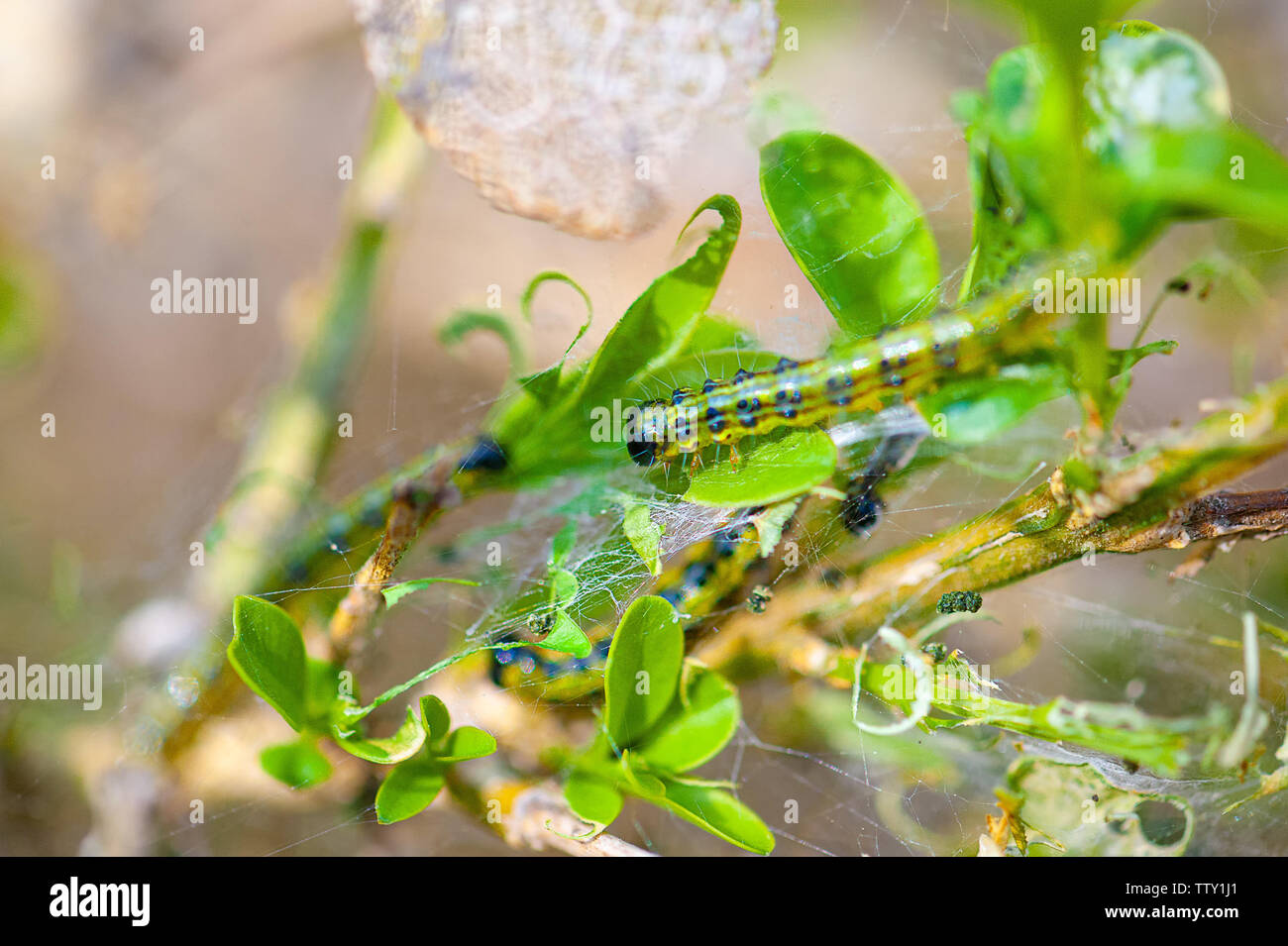 Box tree moth hi-res stock photography and images - Alamy