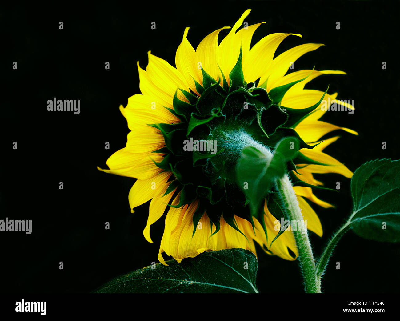 sunflower from behind , spain Stock Photo - Alamy