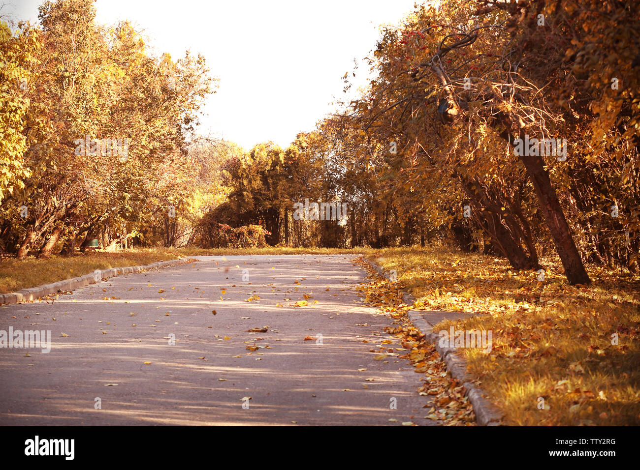 Beautiful autumn park background Stock Photo - Alamy