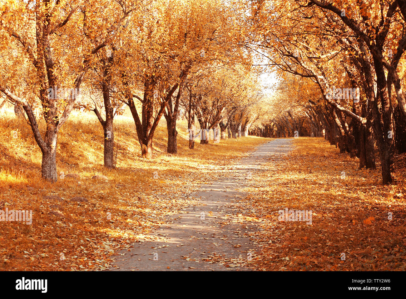 Beautiful autumn park background Stock Photo - Alamy