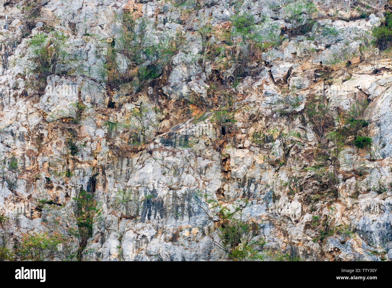 Close-up texture limestone mountain with tree Stock Photo - Alamy