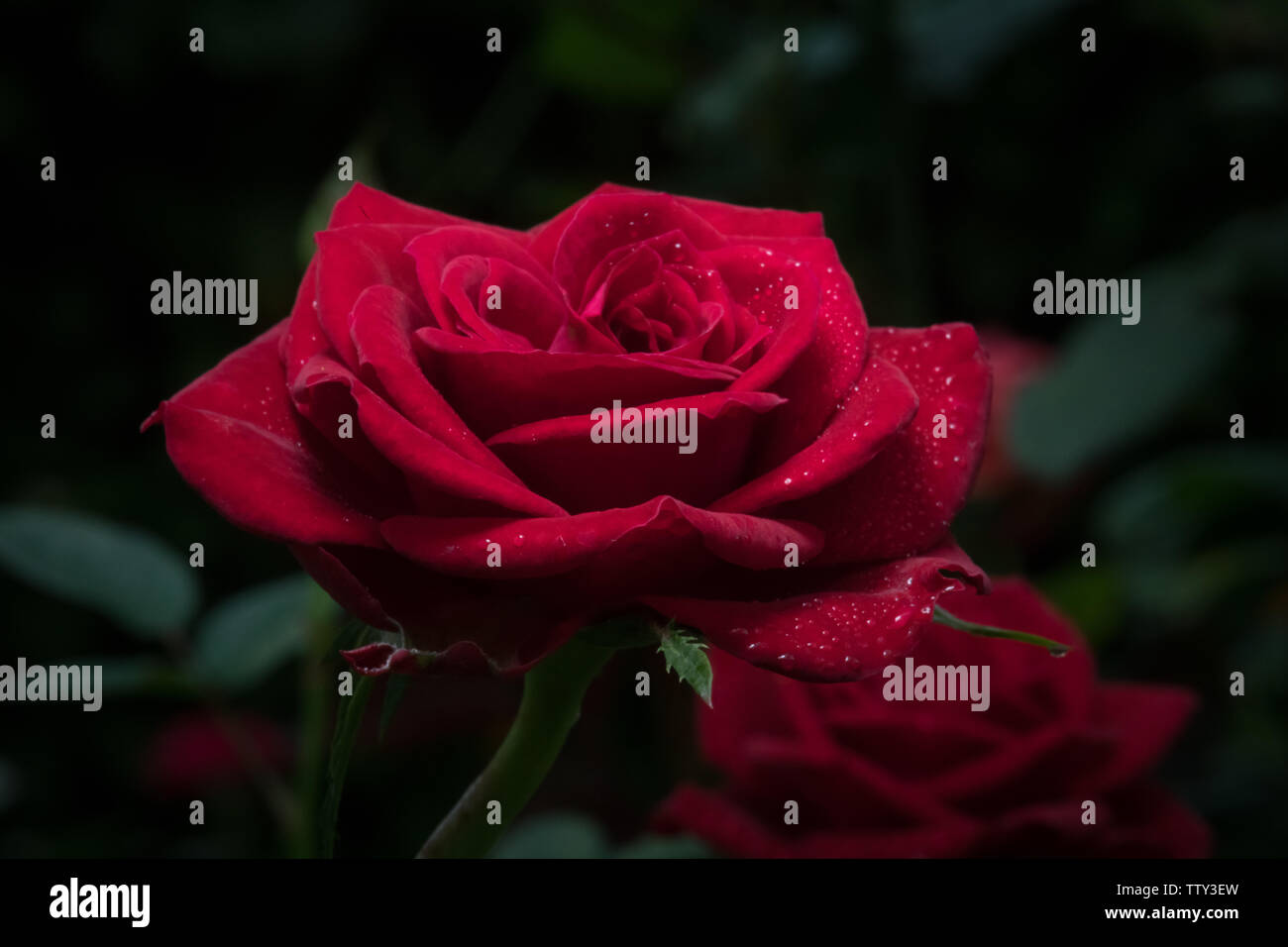 Miniature climbing rose hi-res stock photography and images - Alamy
