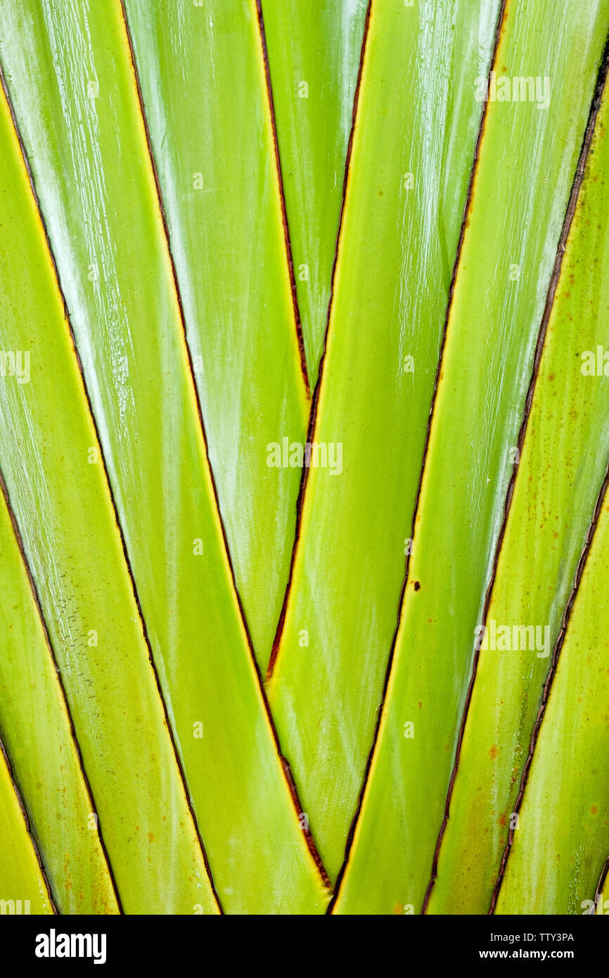 Ravenala madagascariensis, traveller's palm, traveller's tree beautiful ...