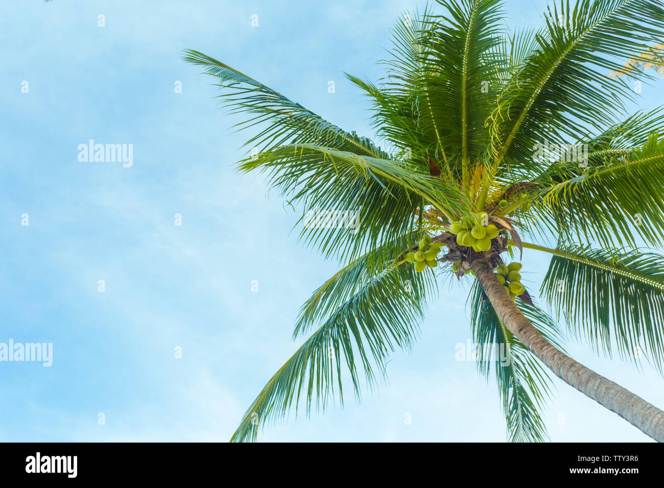 Tropical trees background concept Stock Photo - Alamy