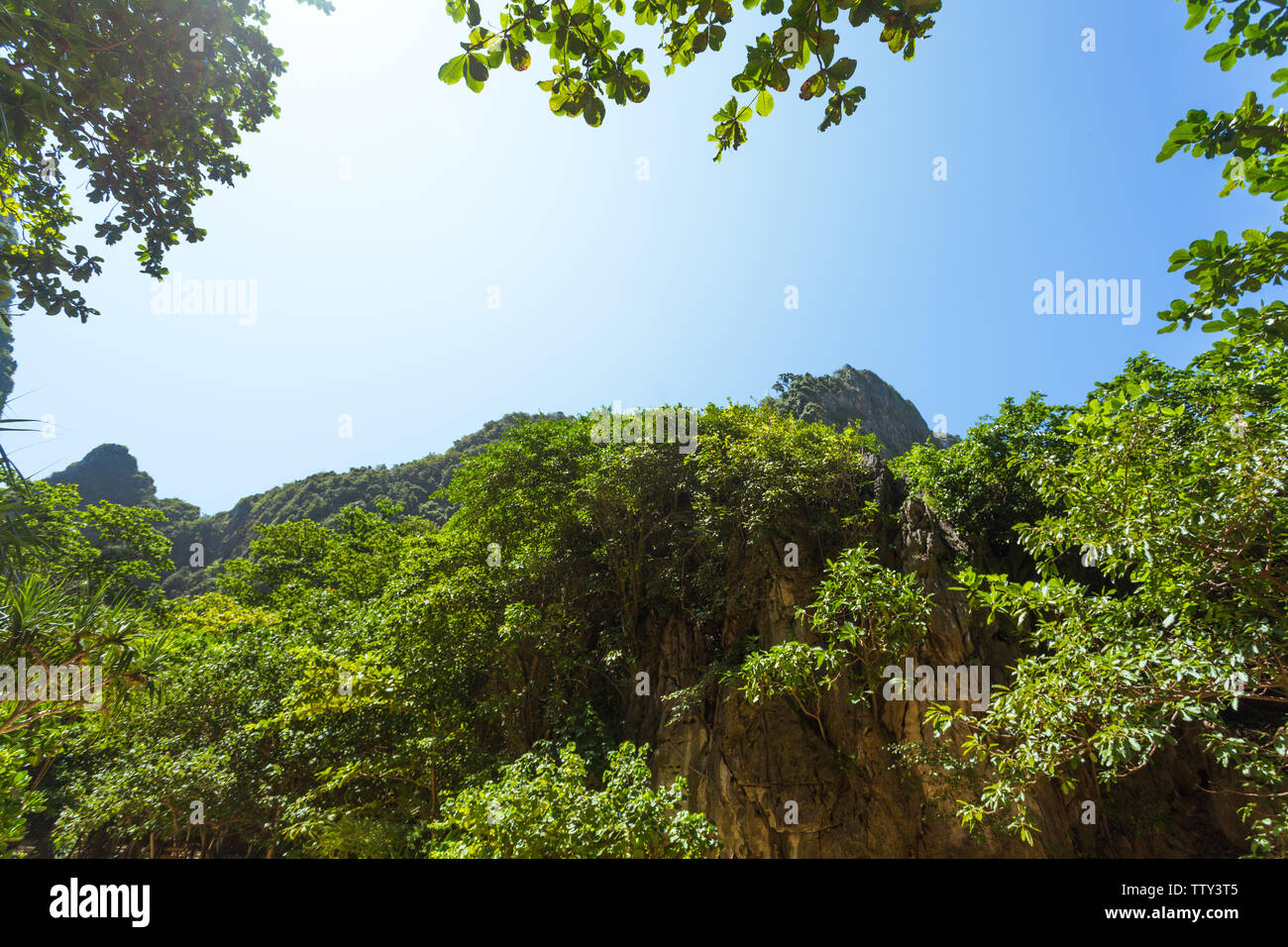 Tropical forest, trees Stock Photo - Alamy