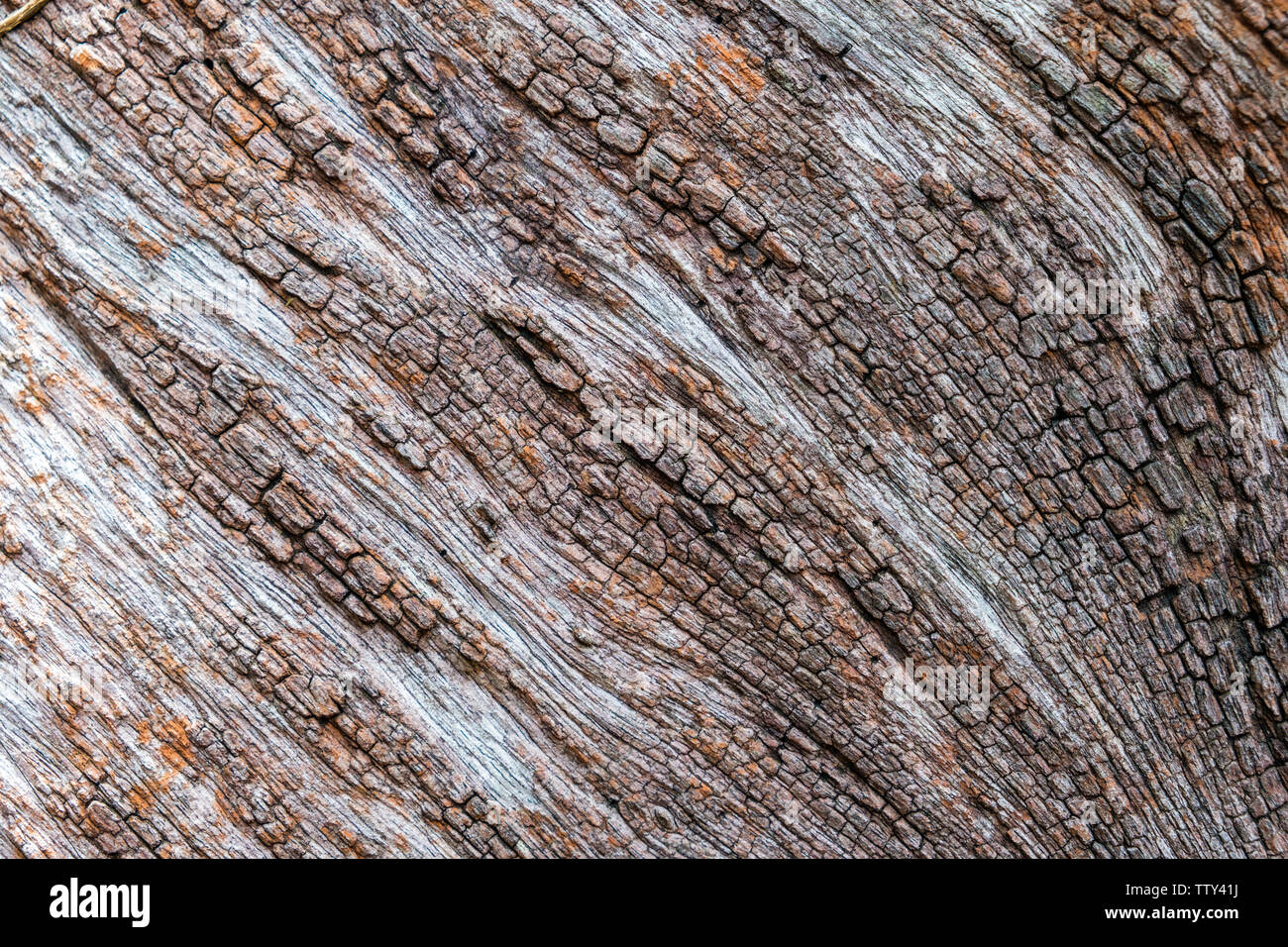 Tree bark detail texture background Stock Photo - Alamy