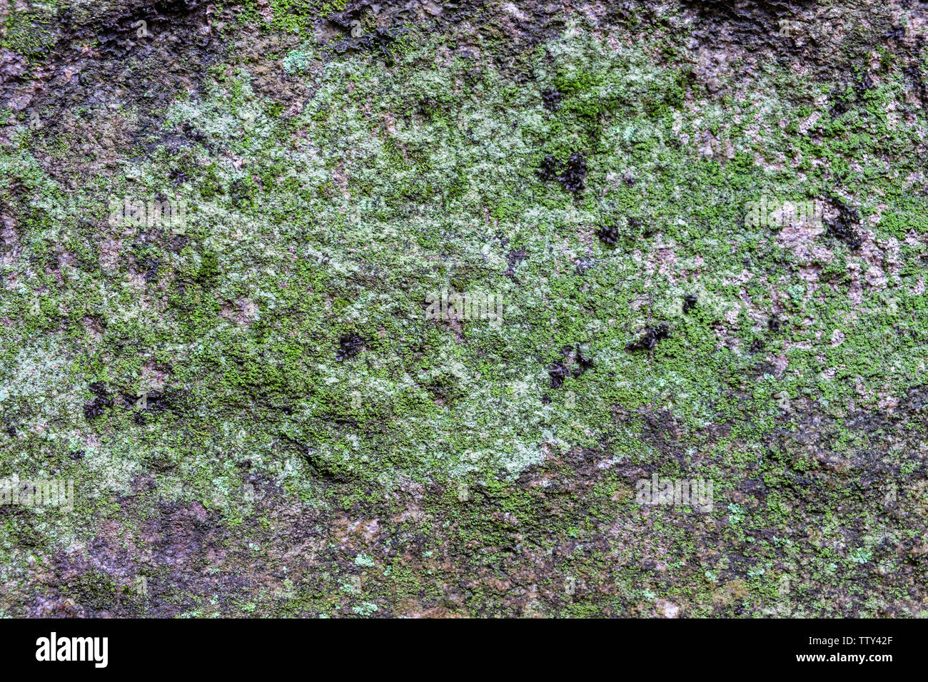 Tree lichens lichen black background hi-res stock photography and ...