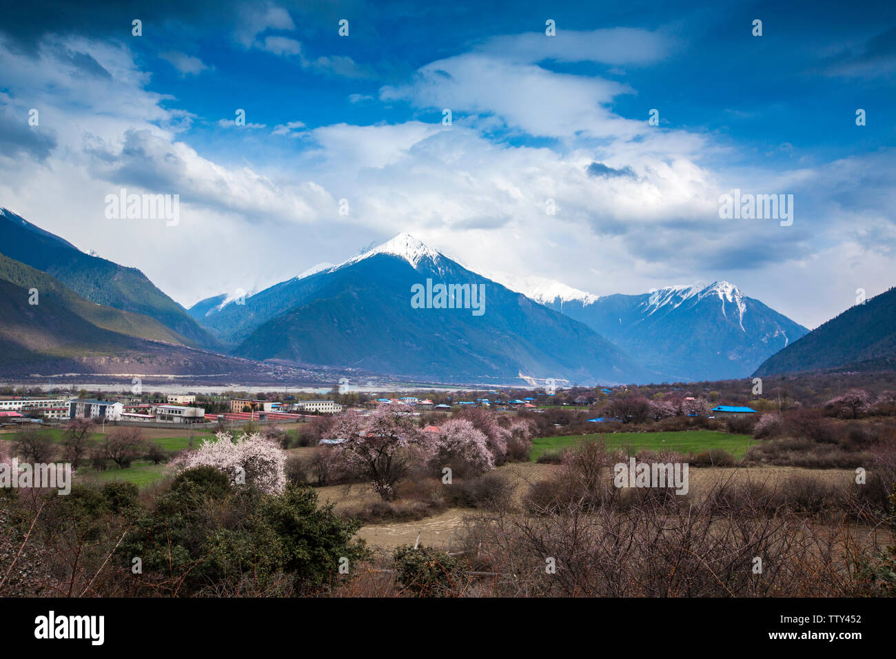 Nyingzhi Bomi peach blossom Stock Photo - Alamy