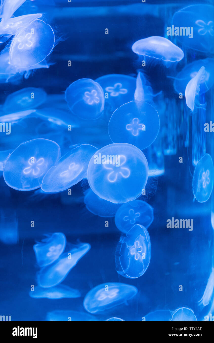 Inverted jellyfish hi-res stock photography and images - Alamy