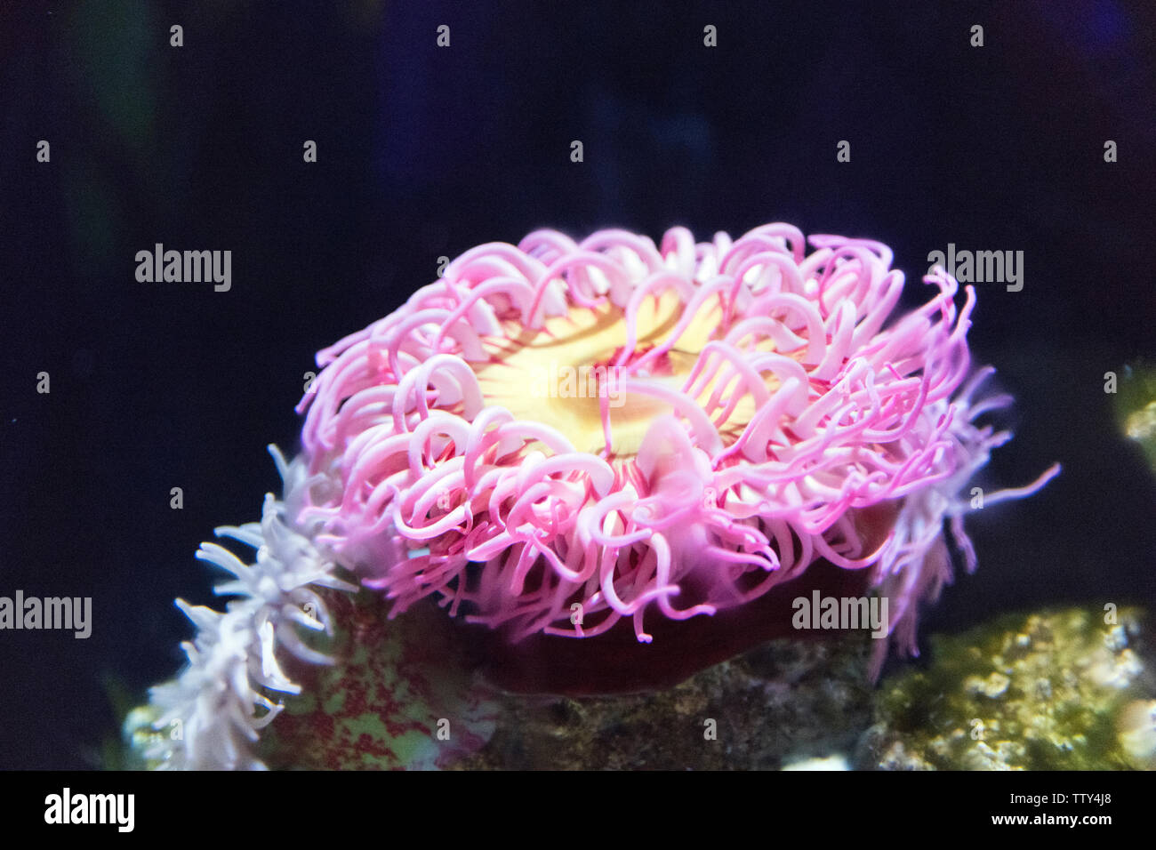 Anemones and stony corals hi-res stock photography and images - Alamy