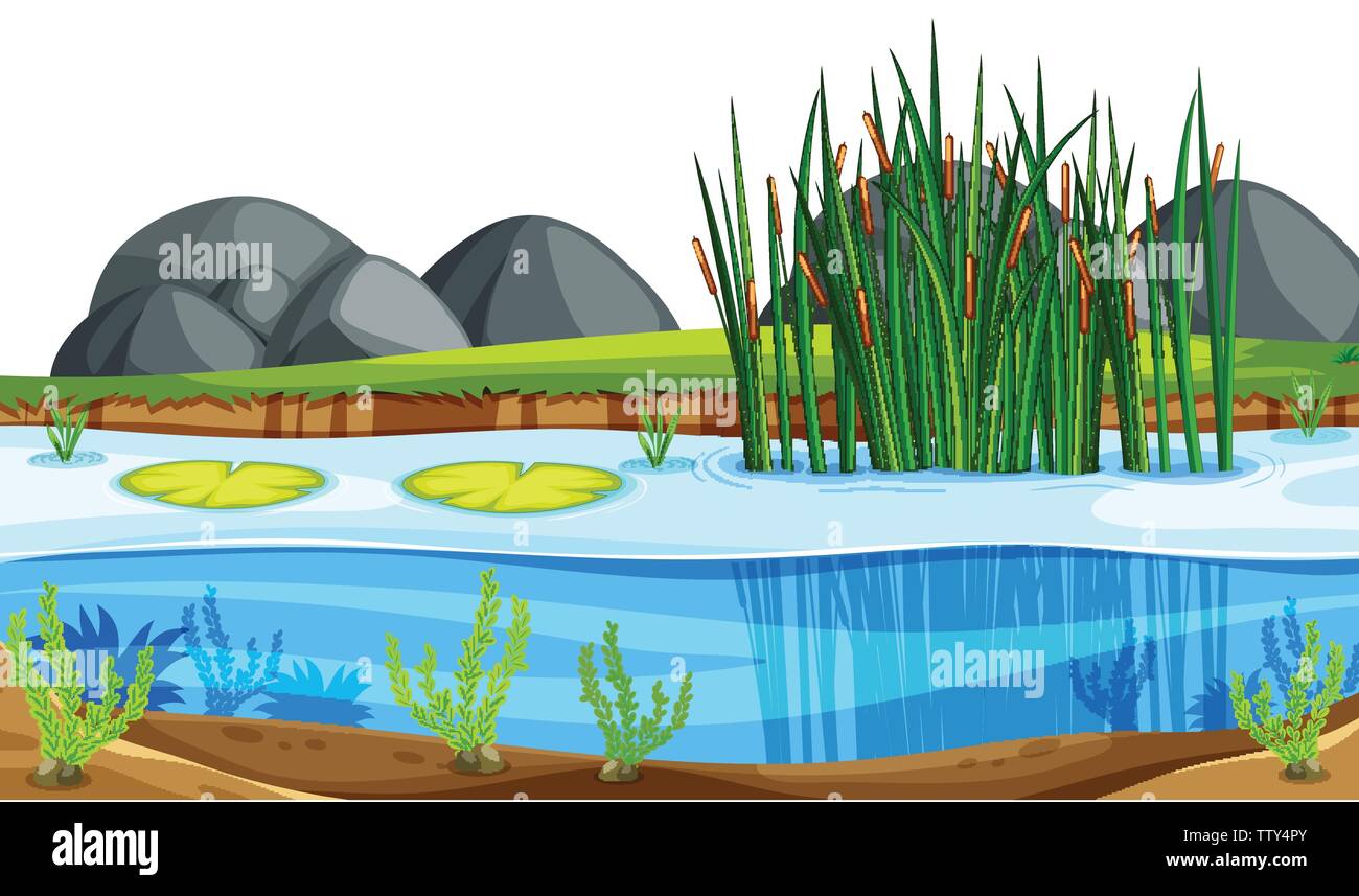 A nature pond landscape illustration Stock Vector Image & Art - Alamy