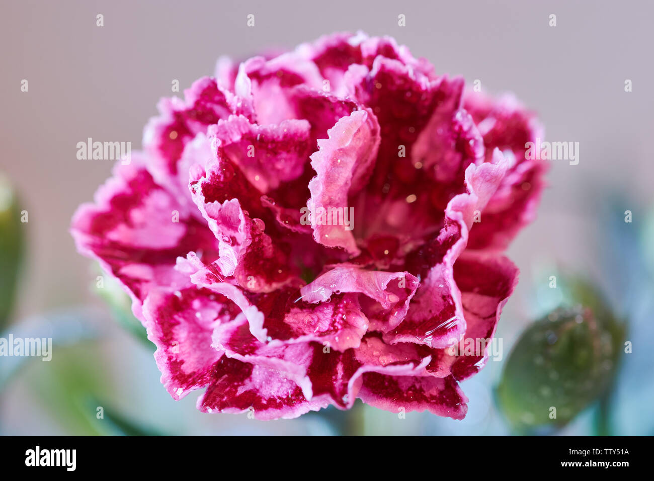 Carnation petals hi-res stock photography and images - Alamy