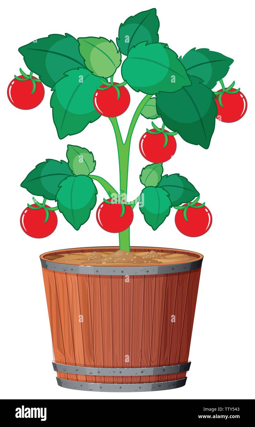 Tomato plant in garden Stock Vector Images - Alamy