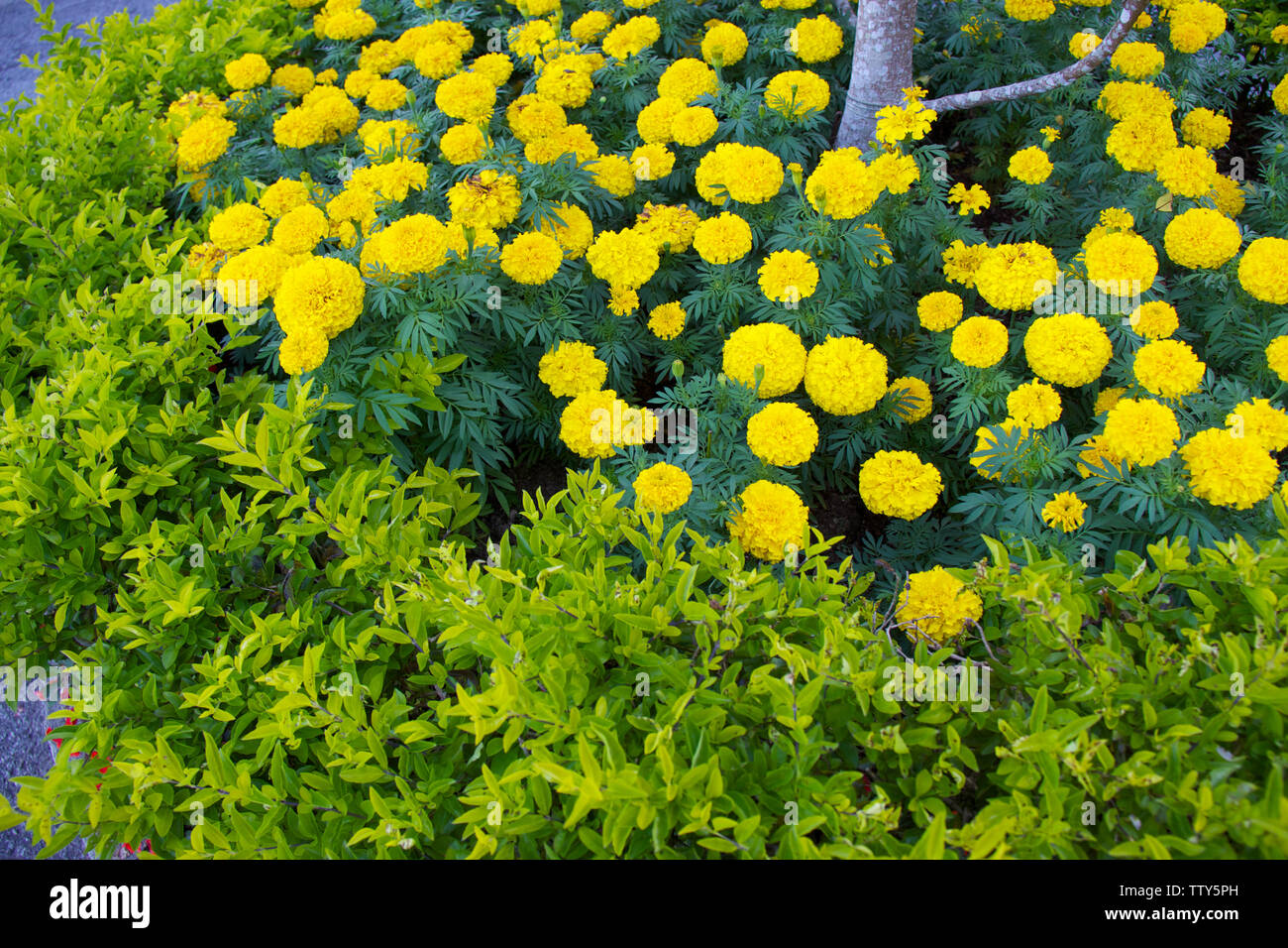Yellow marigold flowers in a garden Stock Photo - Alamy