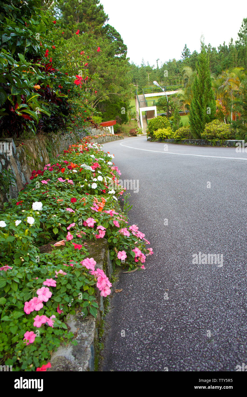 Flowers at the roadside, Malaysia Stock Photo - Alamy