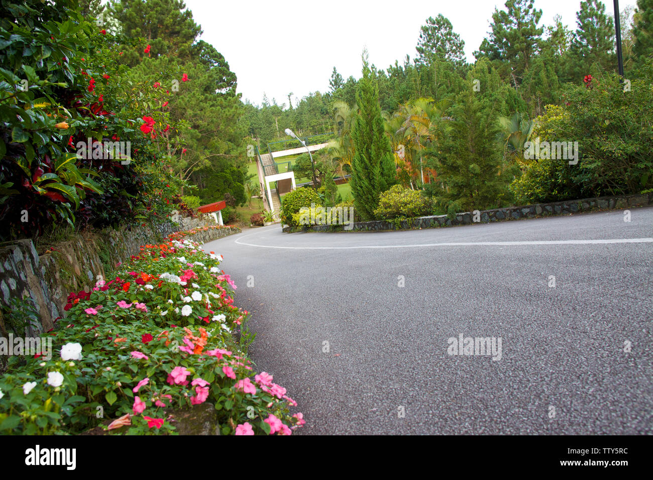 Flowers at the roadside, Malaysia Stock Photo - Alamy