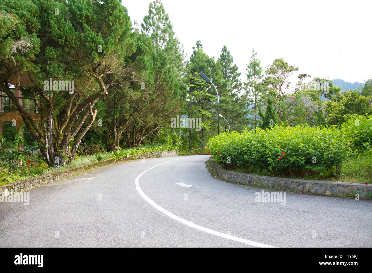 Trees along the roadside Stock Photo - Alamy
