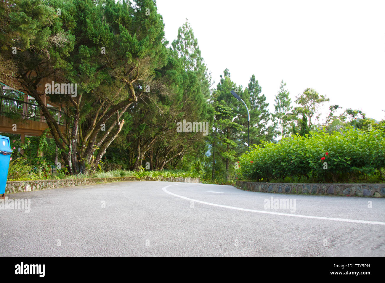 Trees along the roadside Stock Photo - Alamy