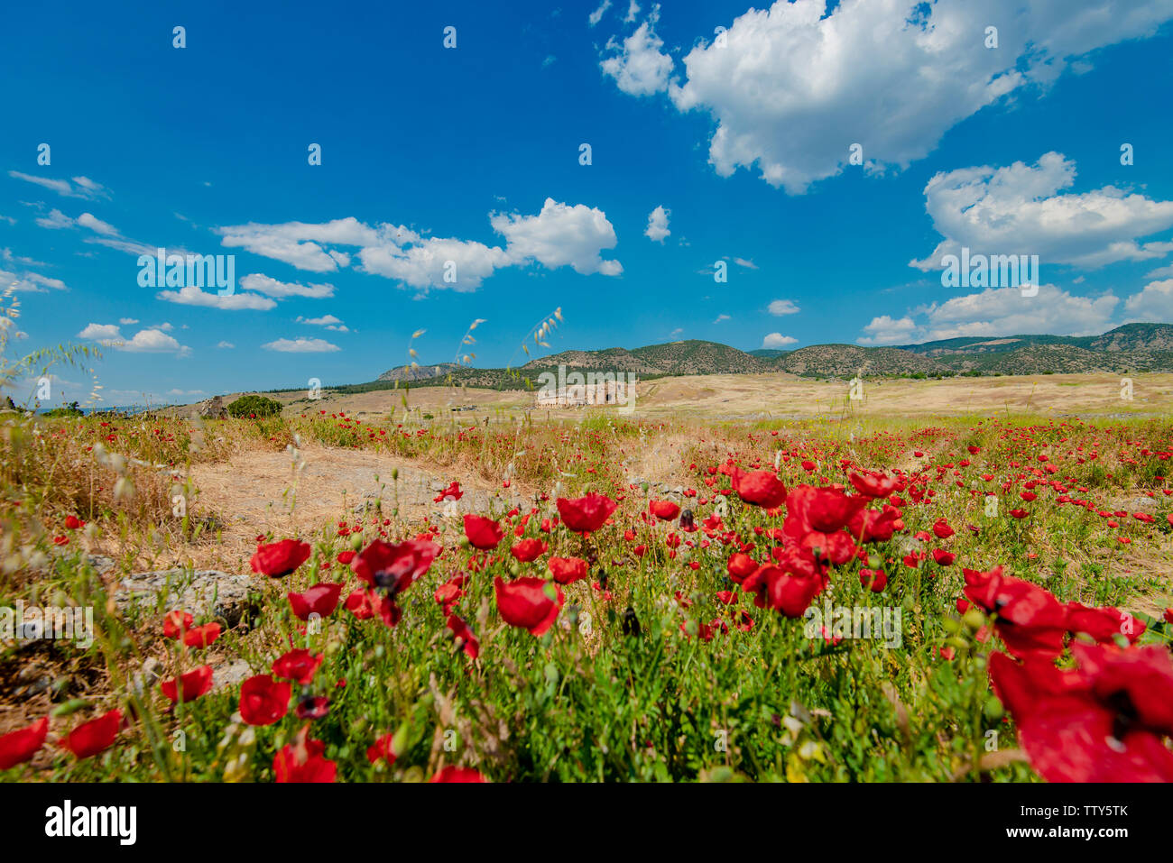 Poppy lawns hi-res stock photography and images - Alamy