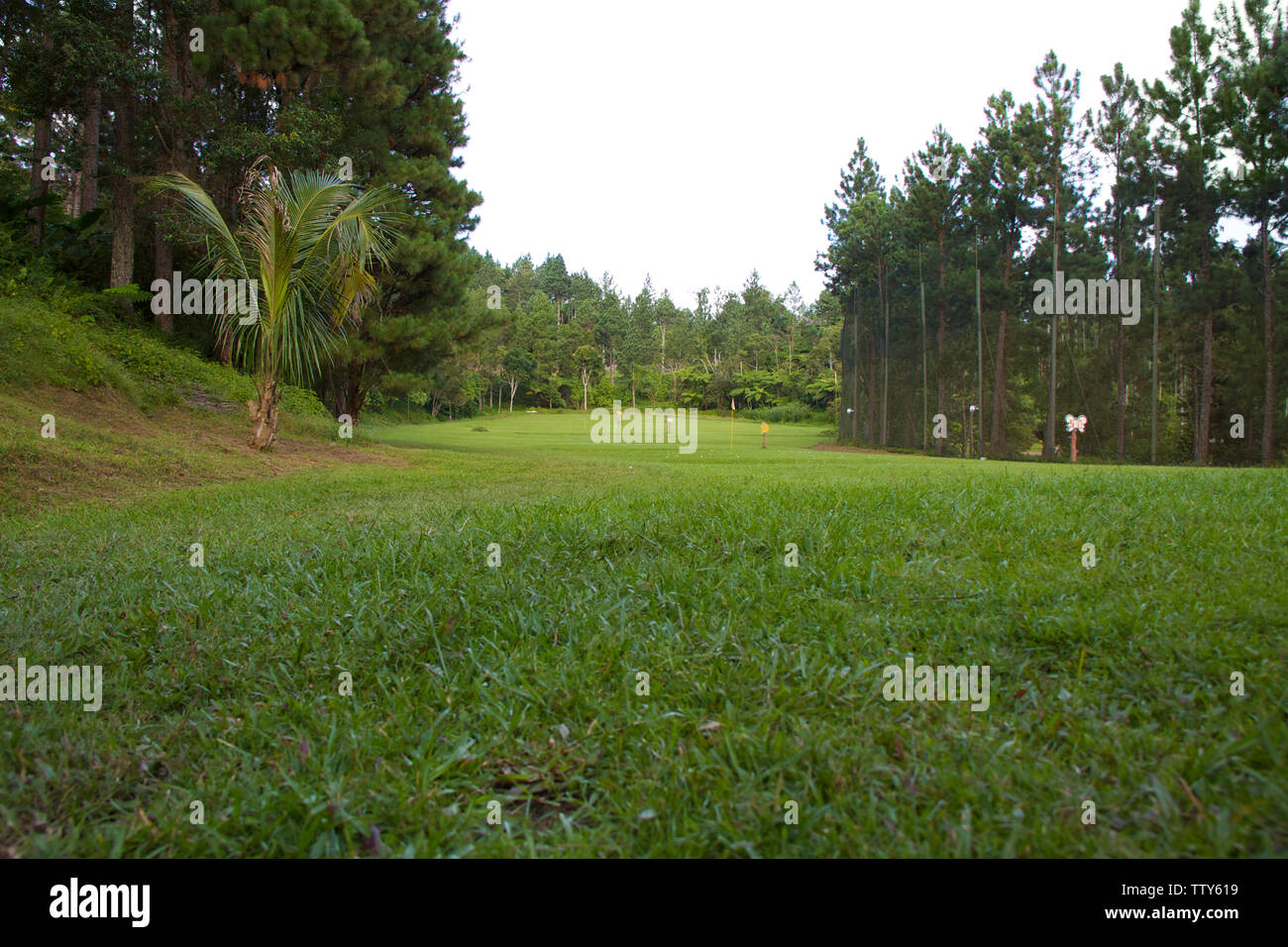 Trees in a golf course Stock Photo - Alamy