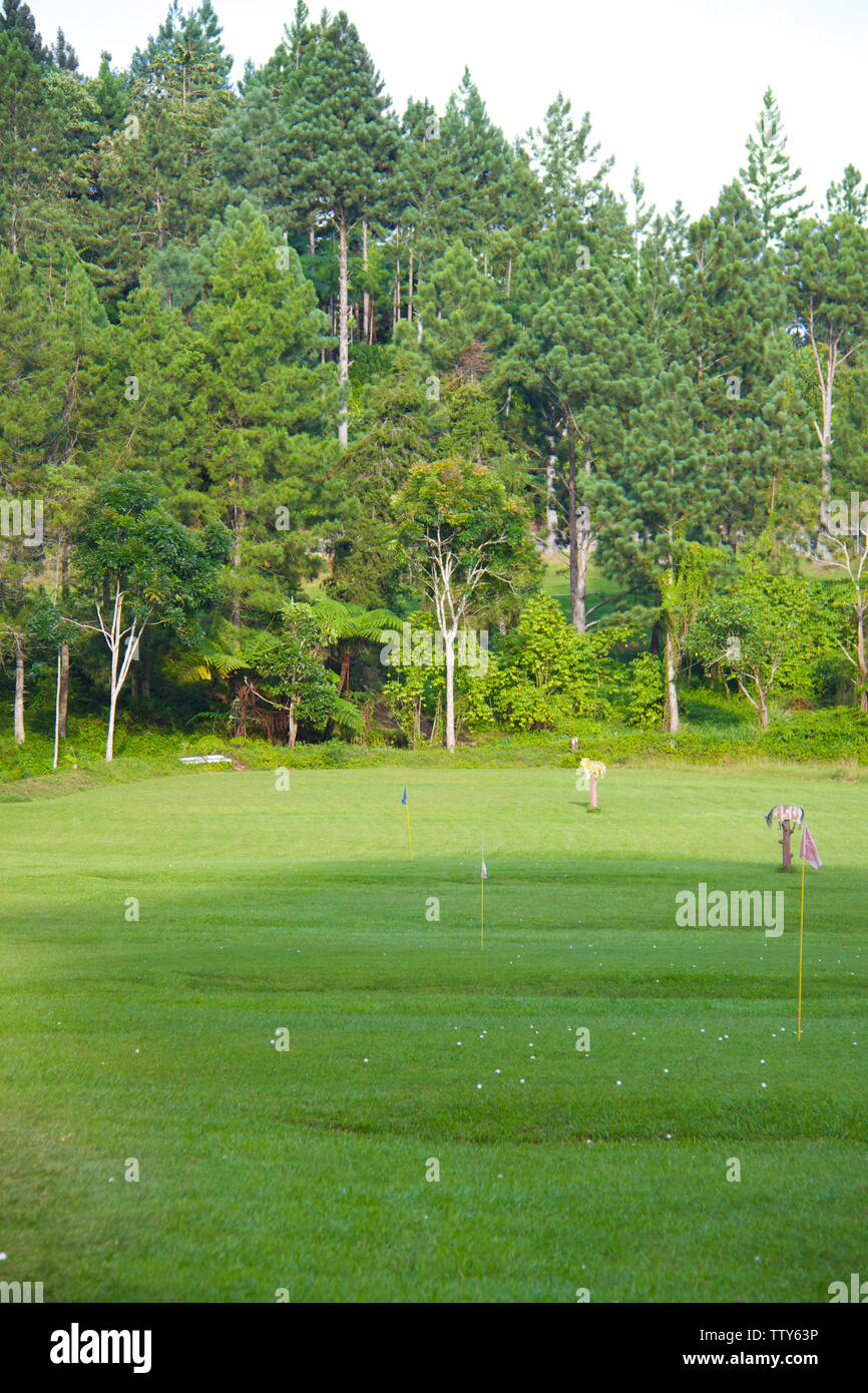 Trees in a golf course Stock Photo - Alamy