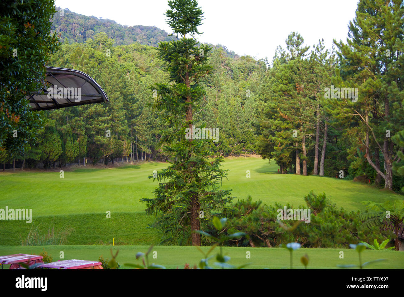 Golf course surrounded by trees Stock Photo - Alamy