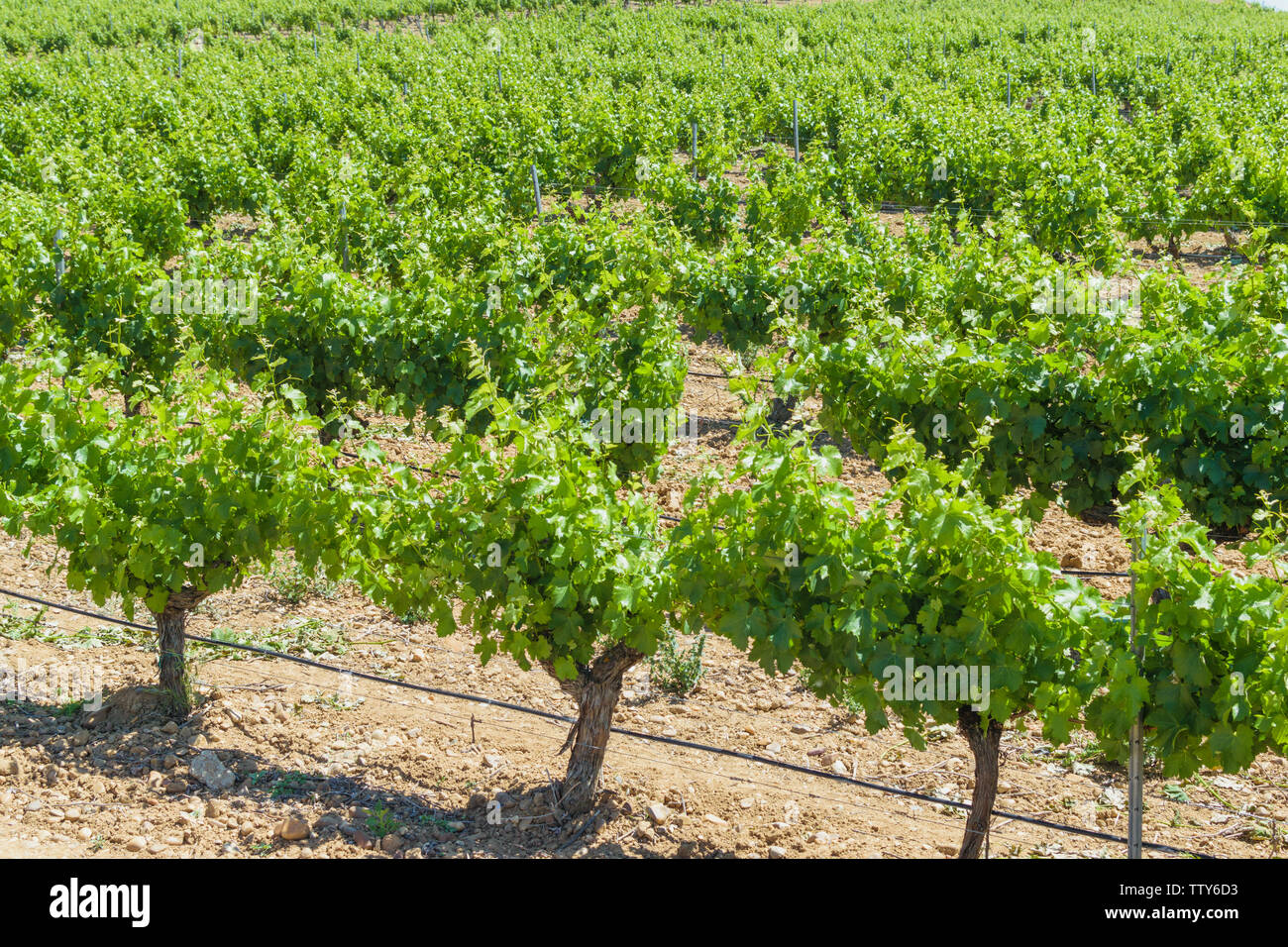 spanish vineyard landscape. Vineyards view Stock Photo - Alamy