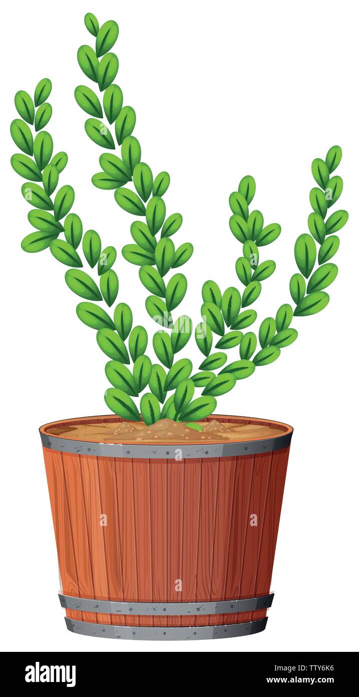 fern in plant pot illustration Stock Vector Image & Art - Alamy