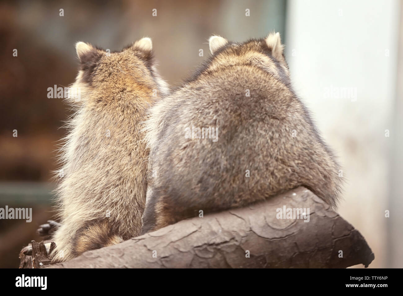 Cute funny raccoons in zoological garden Stock Photo - Alamy