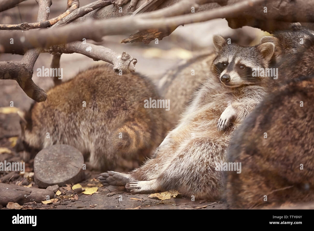 Cute funny raccoons in zoological garden Stock Photo - Alamy
