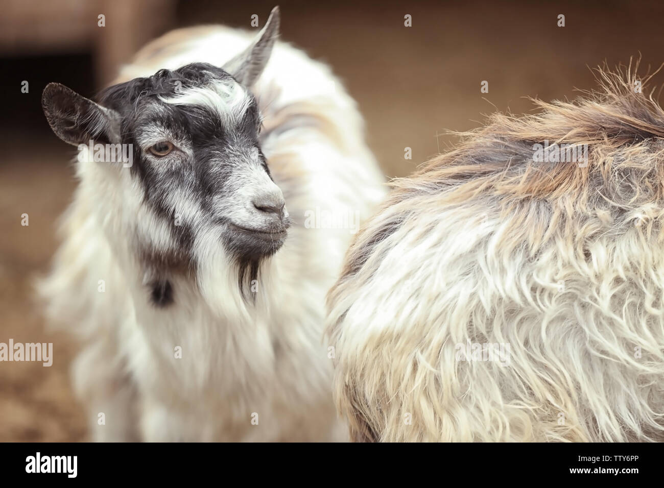Cute funny goat on farm, close up view Stock Photo - Alamy