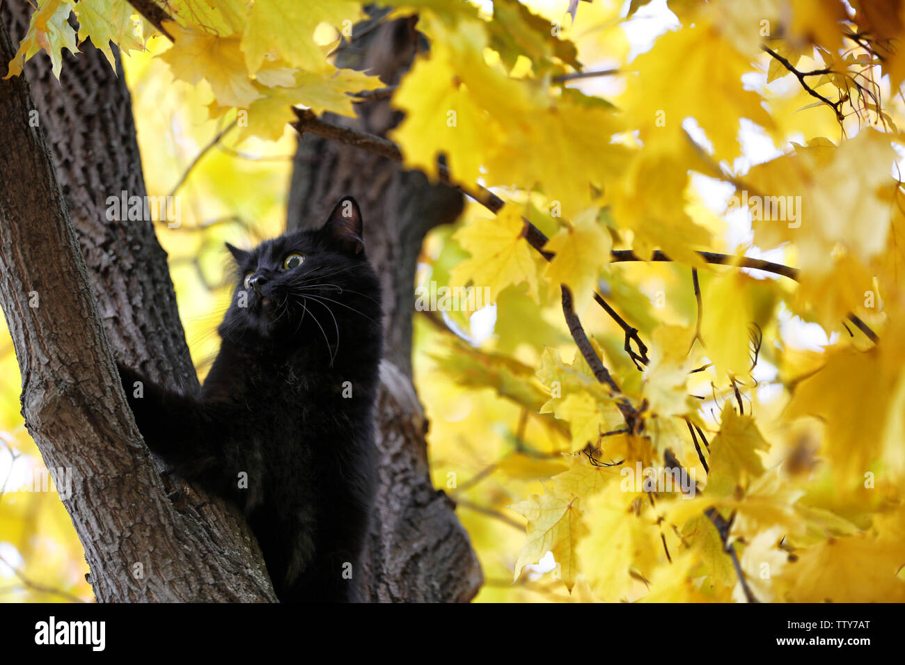 Funny black cat sitting on tree in autumn park Stock Photo - Alamy