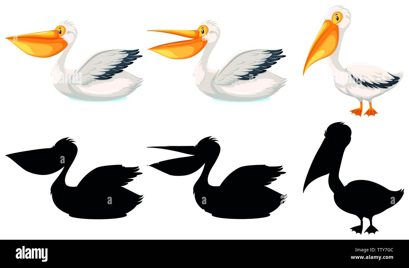 Set of pelican character illustration Stock Vector Image & Art - Alamy