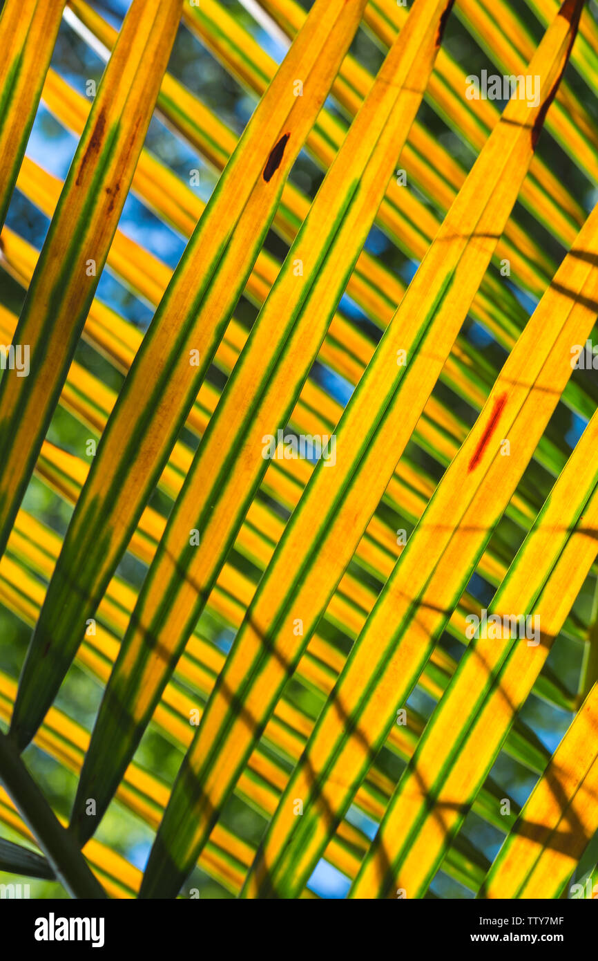 The sun shines in gold through palm leaves Stock Photo - Alamy