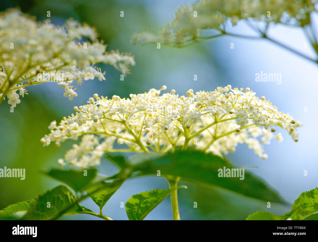 Dwarf Elderberry High Resolution Stock Photography and Images - Alamy